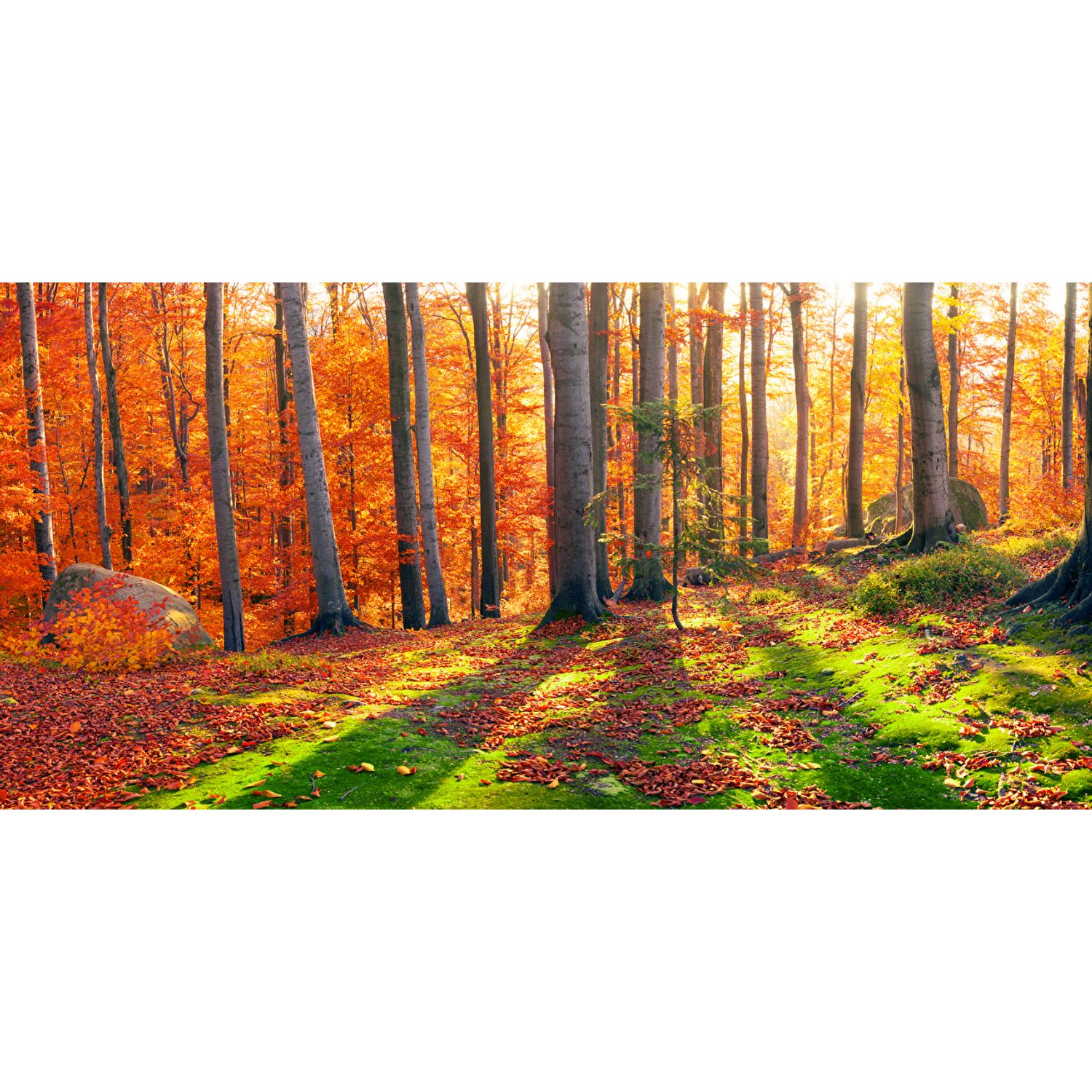 Blueback MAT - Fototapet Padure cu raze de soare, 250 x 200 cm - elefant.ro